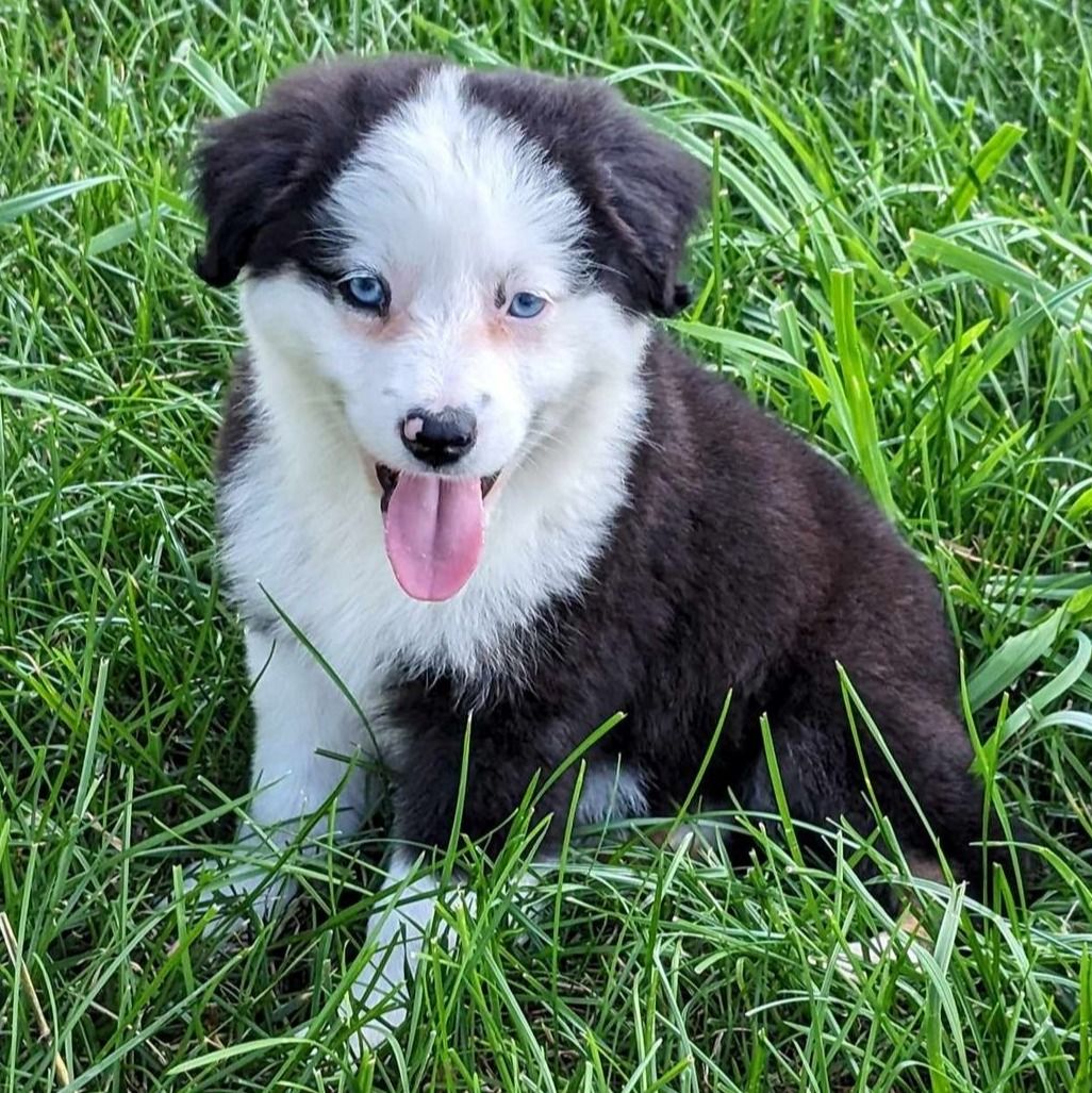 Bowser | Miniature American Shepherd (Mini Aussie) Boy | Puppy ID 18666