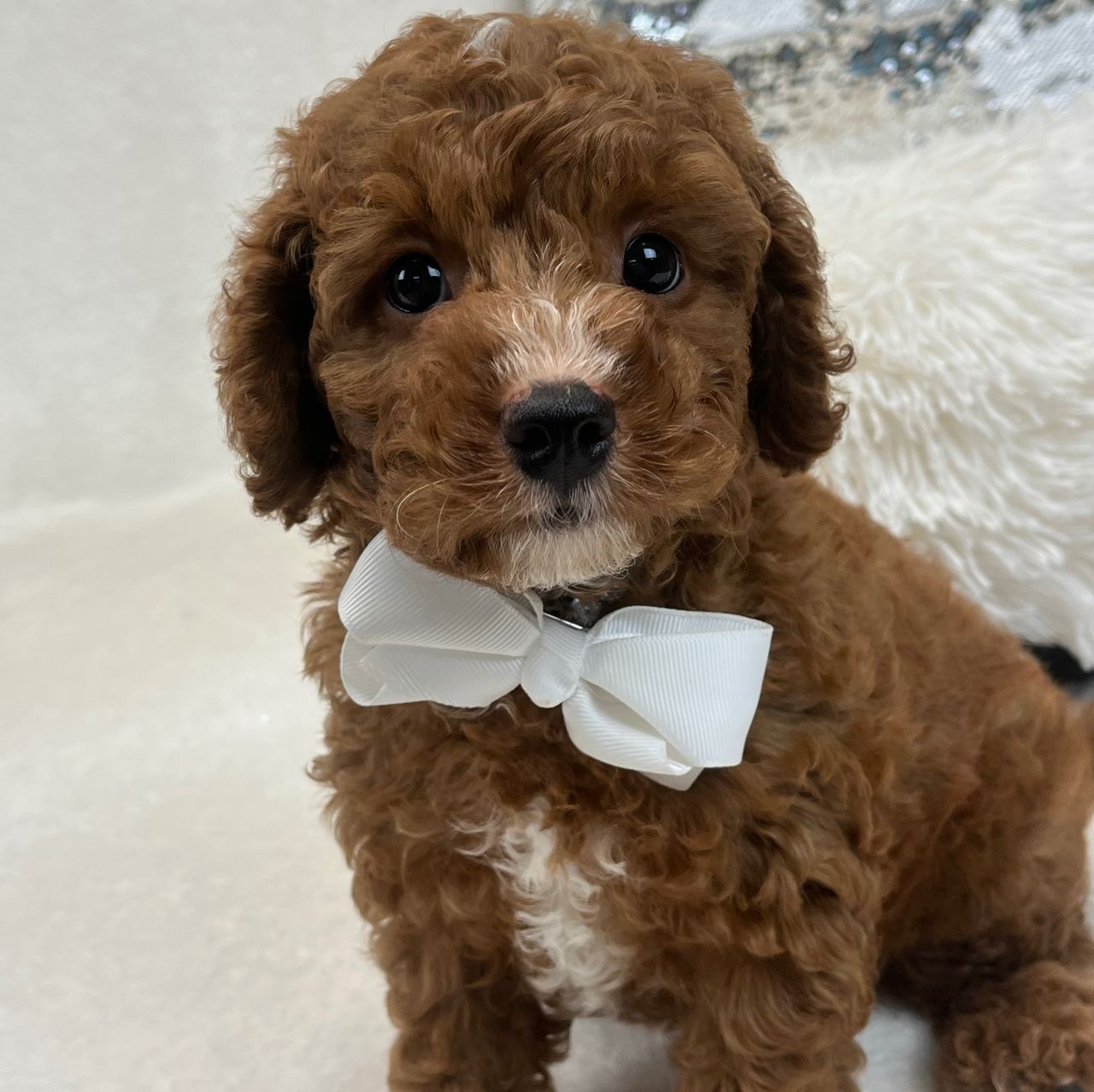 Ellie’s White Boy | Cavapoo Boy | Puppy ID 18644