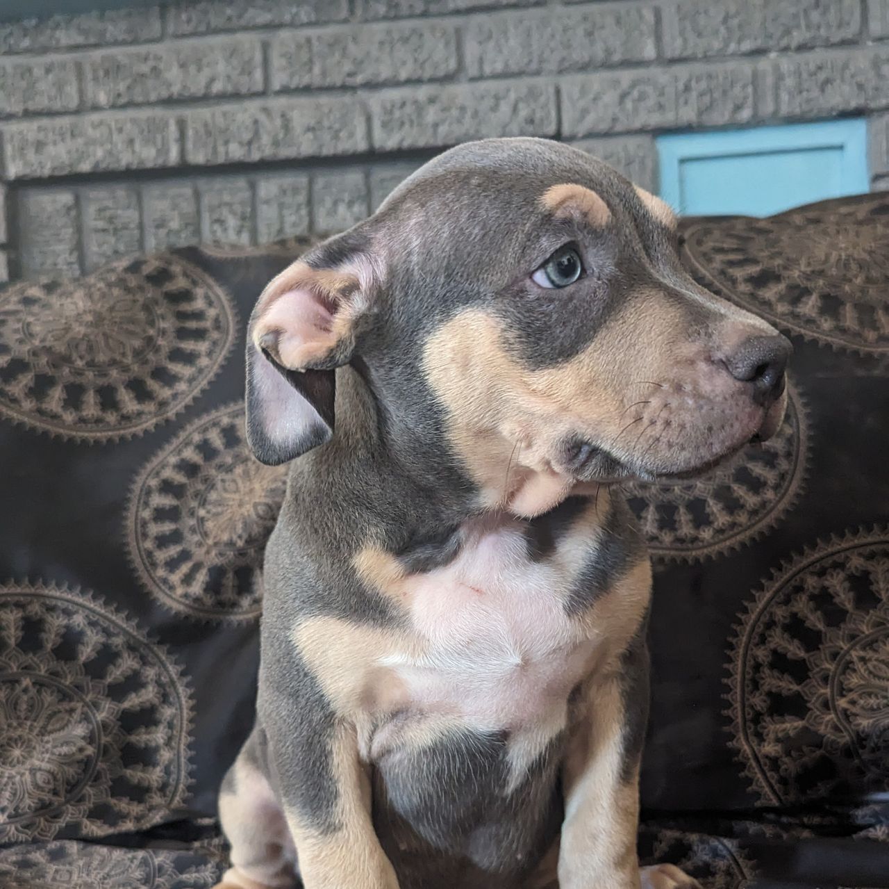 Princess Peach | American Bully Girl | Puppy ID 19351