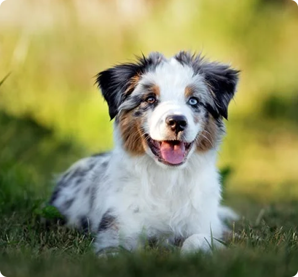 Miniature American Shepherd (Mini Aussie) Puppies for Sale | MawooPets.com