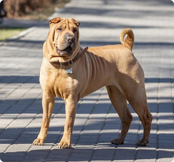 Miniature Shar-Pei Puppies for Sale in Florida | MawooPets.com