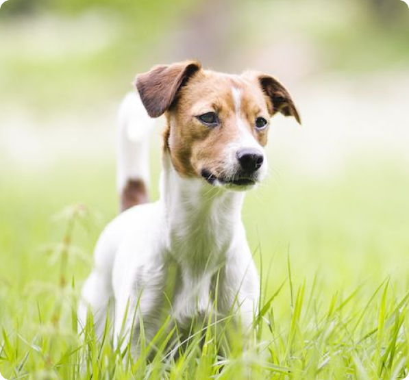 Danish–Swedish Farmdog Puppies for Sale in British Columbia | MawooPets.com