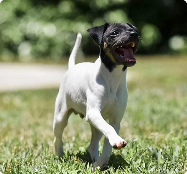 Japanese Terrier Puppies for Sale | MawooPets.com