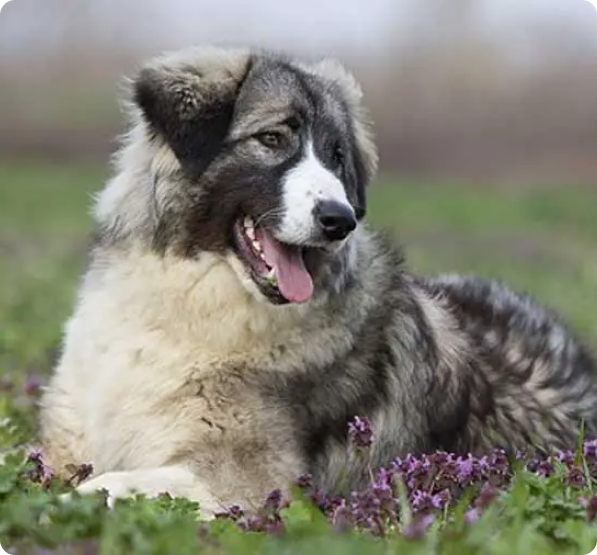 Romanian Carpathian Shepherd Puppies for Sale | MawooPets.com