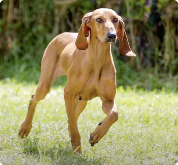 Segugio Italiano Puppies for Sale | MawooPets.com