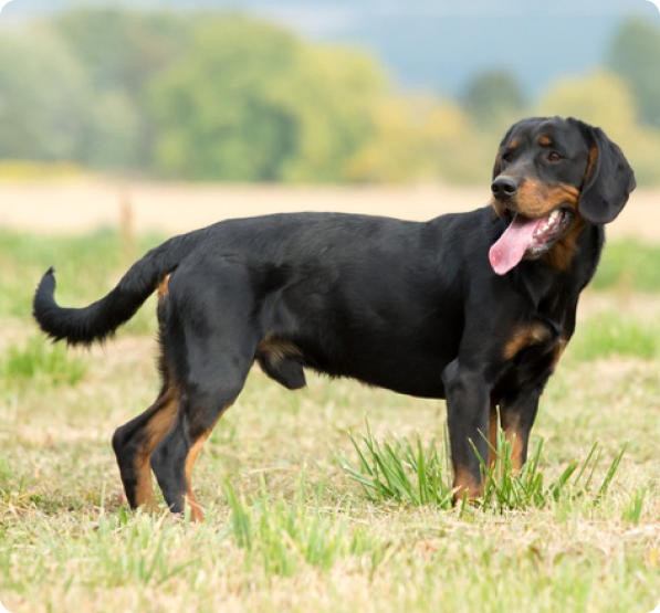 Slovensky Kopov Puppies for Sale | MawooPets.com