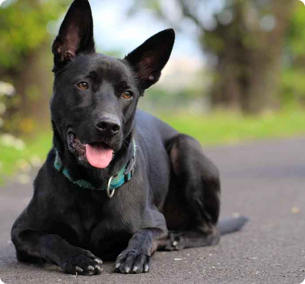 Taiwan Dog Puppies for Sale | MawooPets.com