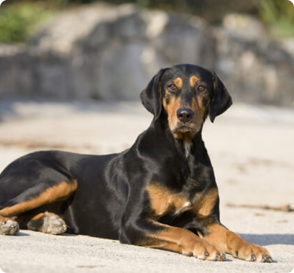 Transylvanian Hound Puppies for Sale | MawooPets.com