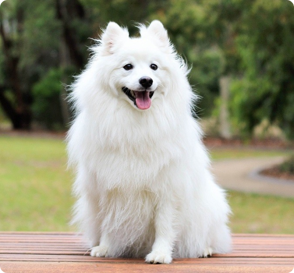 Volpino Italiano Puppies for Sale | MawooPets.com