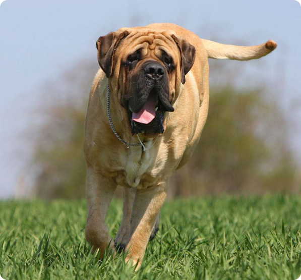 Mastiff Puppies for Sale in Newfoundland and Labrador | MawooPets.com