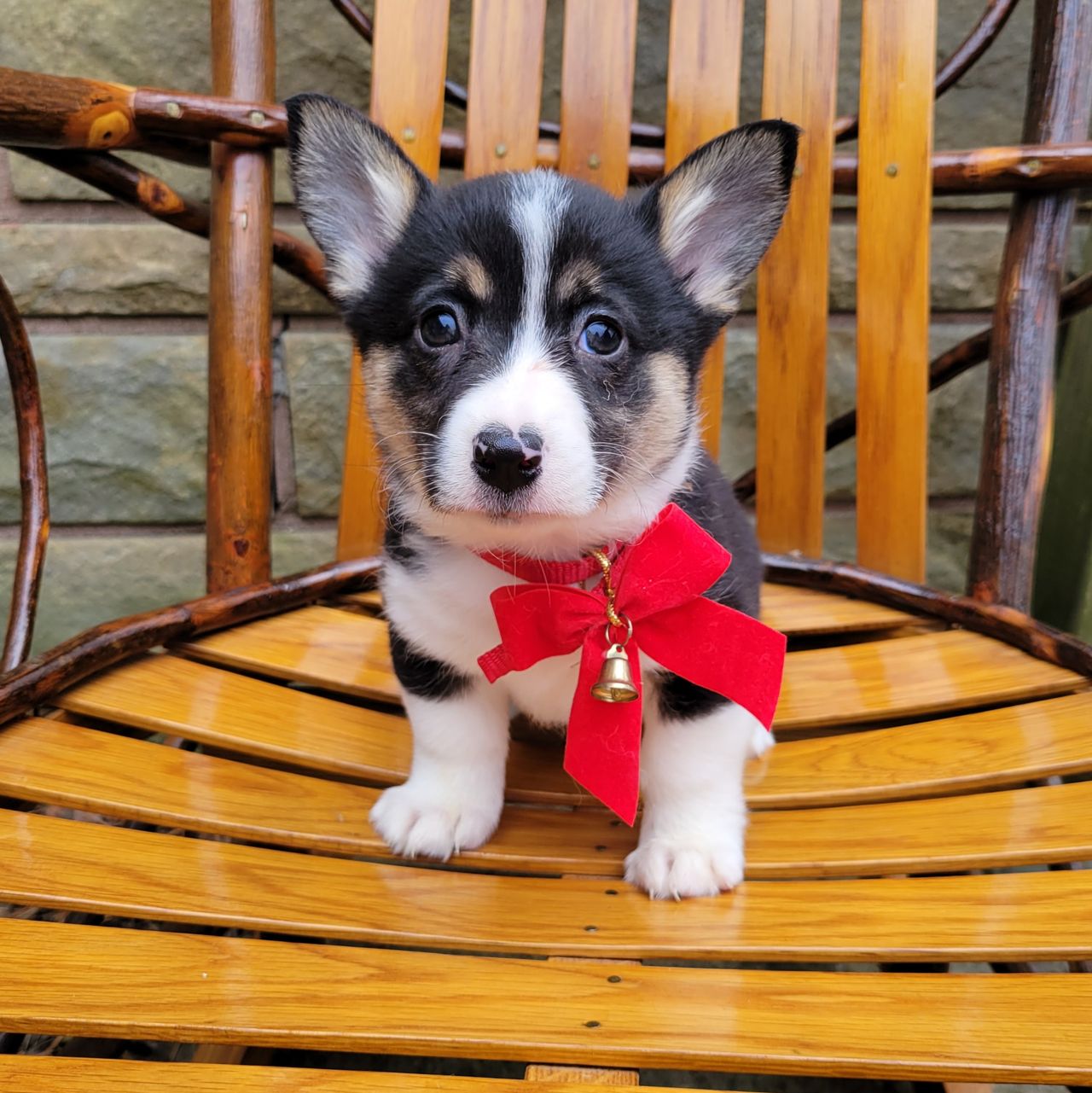 Molly | Pembroke Welsh Corgi Girl | Puppy ID 20734