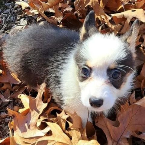 Coco | Pembroke Welsh Corgi Girl | Puppy ID 20753