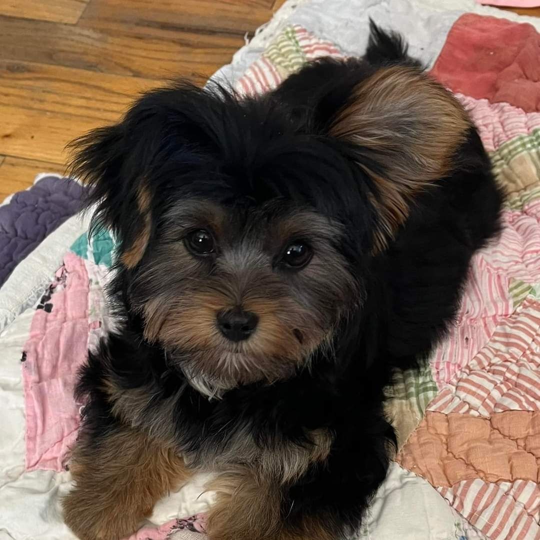 Princess | Yorkie-Chon Girl | Puppy ID 20780