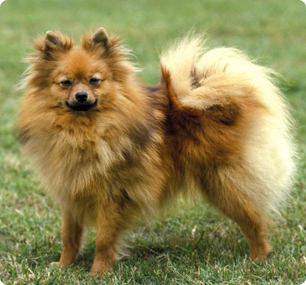 German Spitz Puppies for Sale in Texas | MawooPets.com