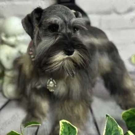 (Nori's Pink Collar) | Miniature Schnauzer Girl | Puppy ID 21400