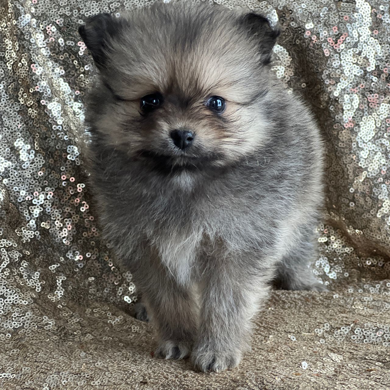 Pixie | Pomeranian Girl | Puppy ID 21520