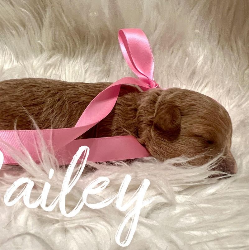 Brandy | Toy Poodle Girl | Puppy ID 21540
