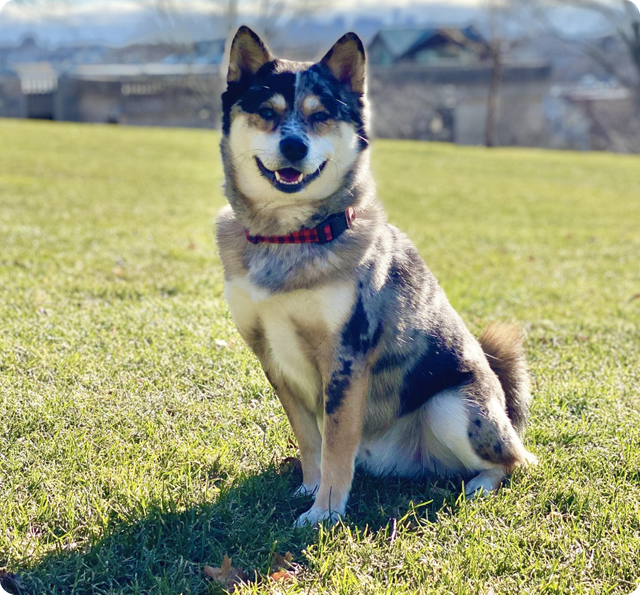 Pomsky Shiba Inu Mix Puppies for Sale | MawooPets.com