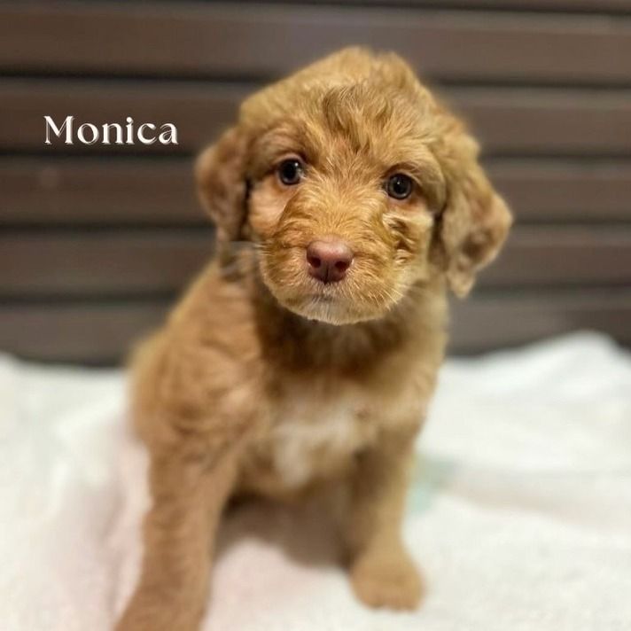 Monica | Australian Mountain Doodle Girl | Puppy ID 21763