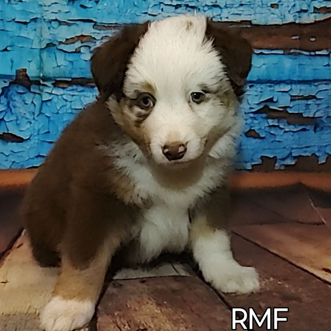 Female | Miniature American Shepherd (Mini Aussie) Girl | Puppy ID 21914