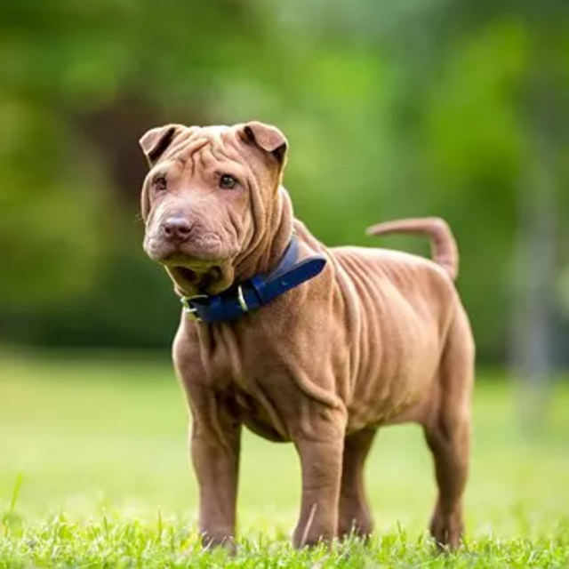 Miniature Shar-Pei Puppies for Sale in Florida | MawooPets.com