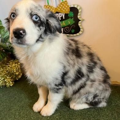 Lizzy | Australian Shepherd Girl | Puppy ID 22075