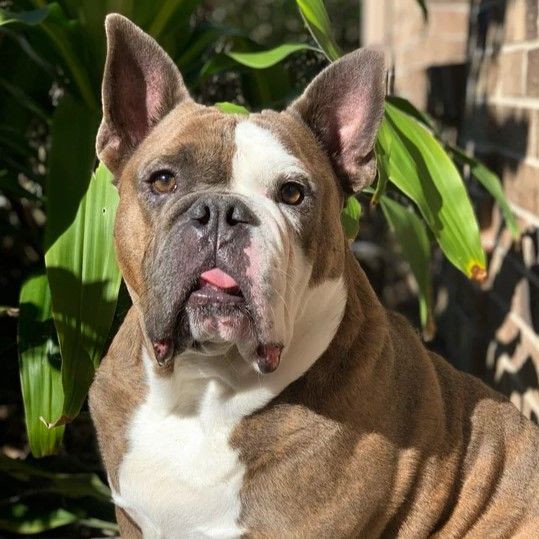 Free-Lance Bulldog Puppies for Sale | MawooPets.com