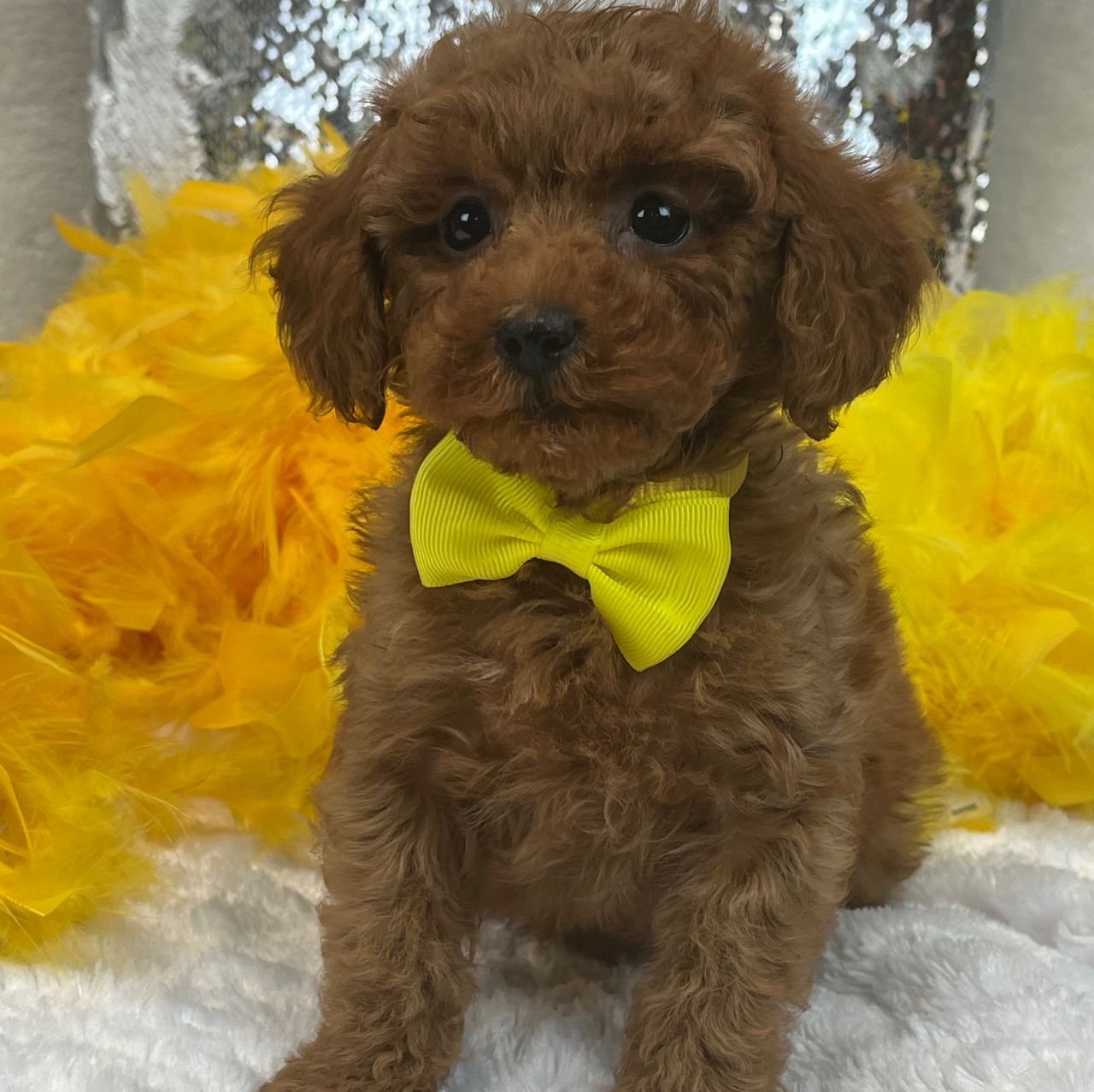 Scarlett's Yellow Boy | Toy Poodle Boy | Puppy ID 21772