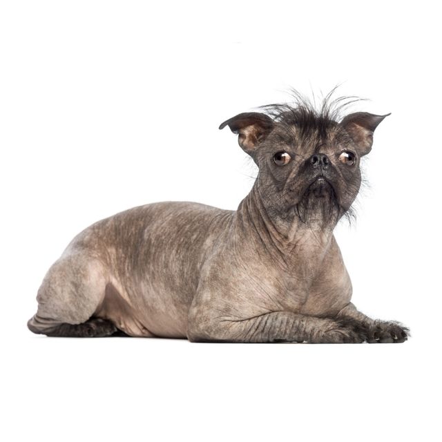 Hairless Pug Puppies for Sale in Nebraska | MawooPets.com