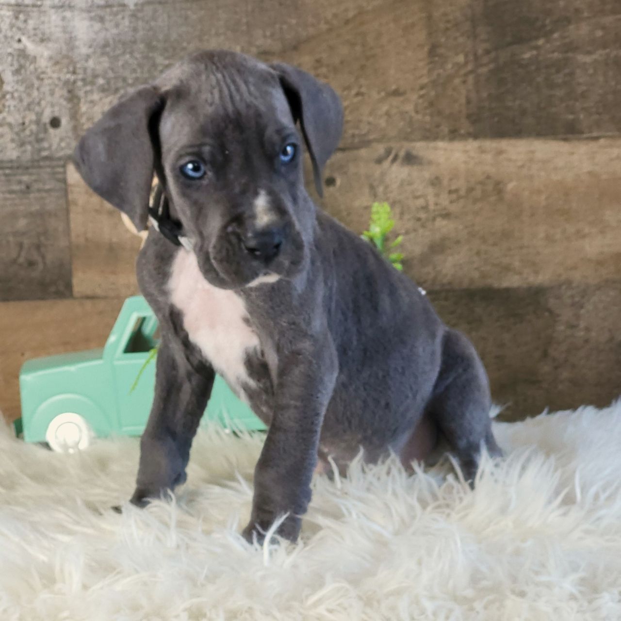 Hopper | Great Dane Boy | Puppy ID 22255