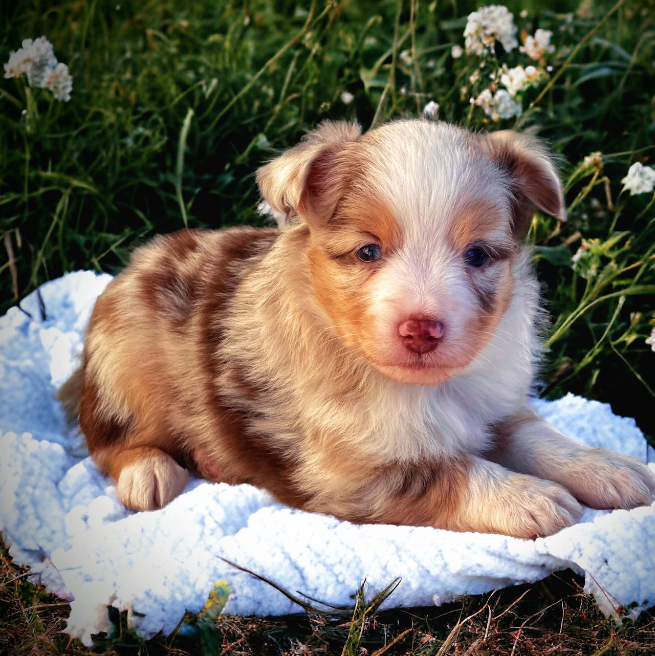 Wallen | Miniature American Shepherd (Mini Aussie) Boy | Puppy ID 22945
