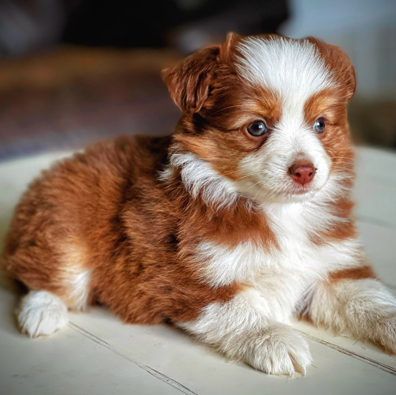 Little Sister | Miniature American Shepherd (Mini Aussie) Girl | Puppy ...