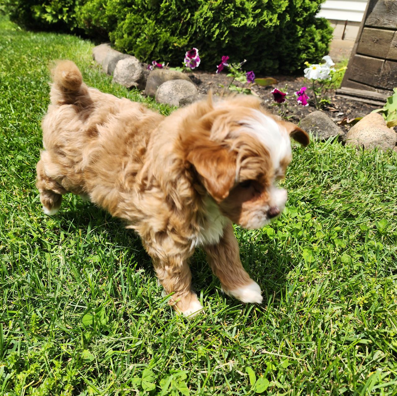 Molly | Pomapoo Girl | Puppy ID 23690