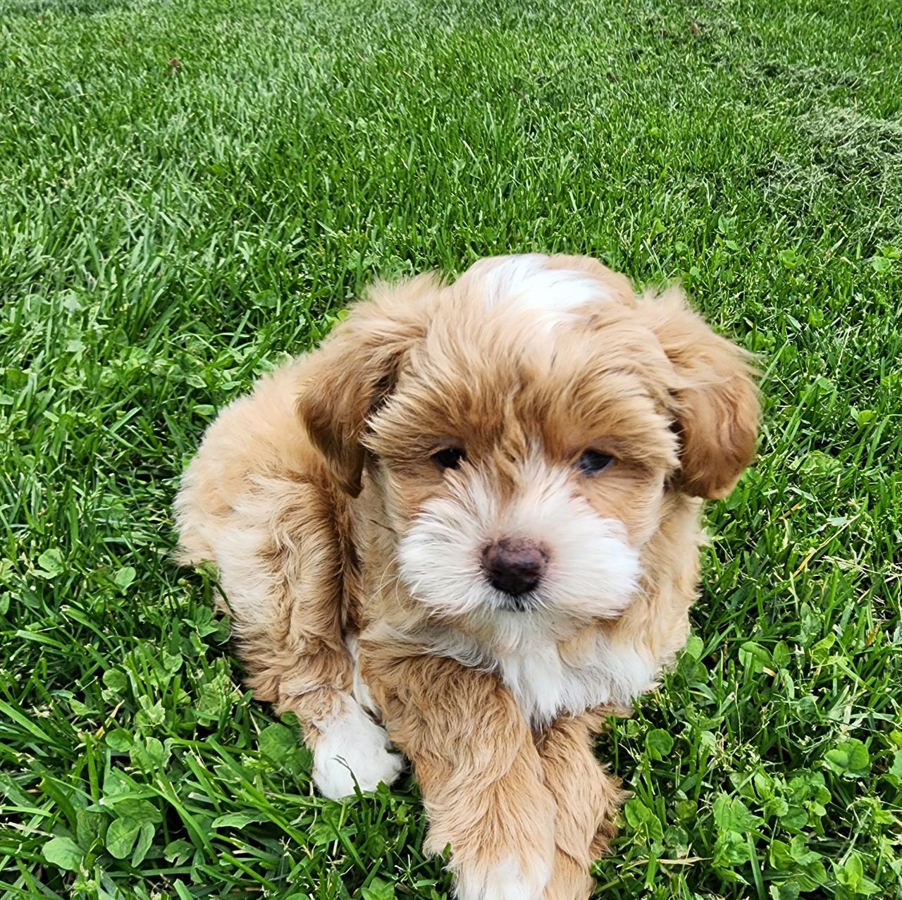 Zoey | Pomapoo Girl | Puppy ID 23688