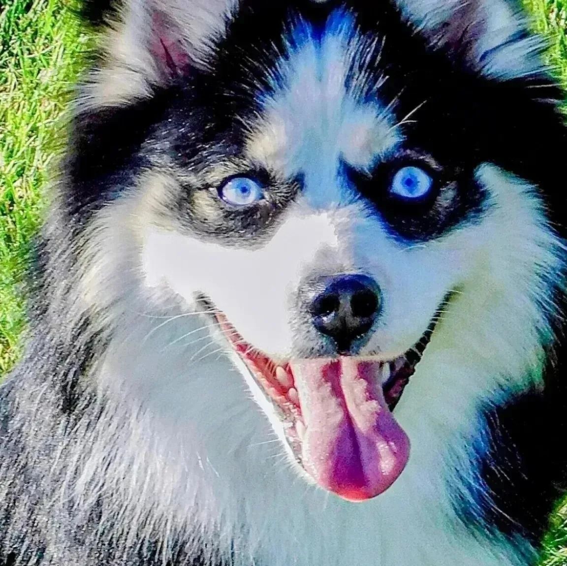 Panda | Pomsky Girl | Puppy ID 24053