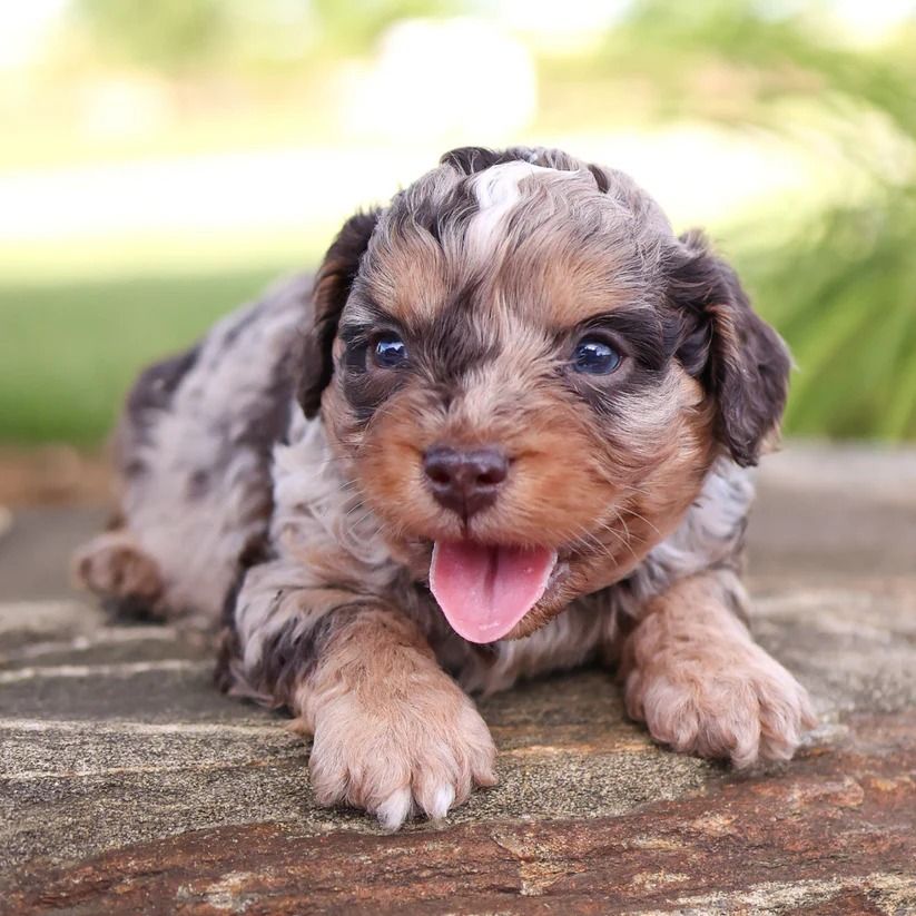 Monty | Cavapoo Boy | Puppy ID 25109