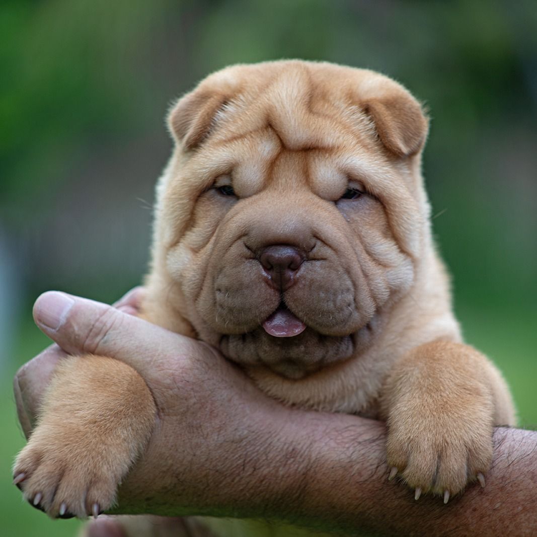 Sheriff Rich | Chinese Shar-Pei Boy | Puppy ID 25515