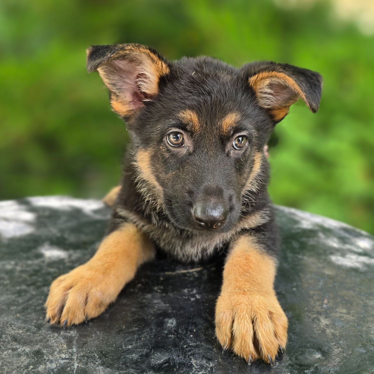 Maya | German Shepherd Dog Girl | Puppy ID 25598