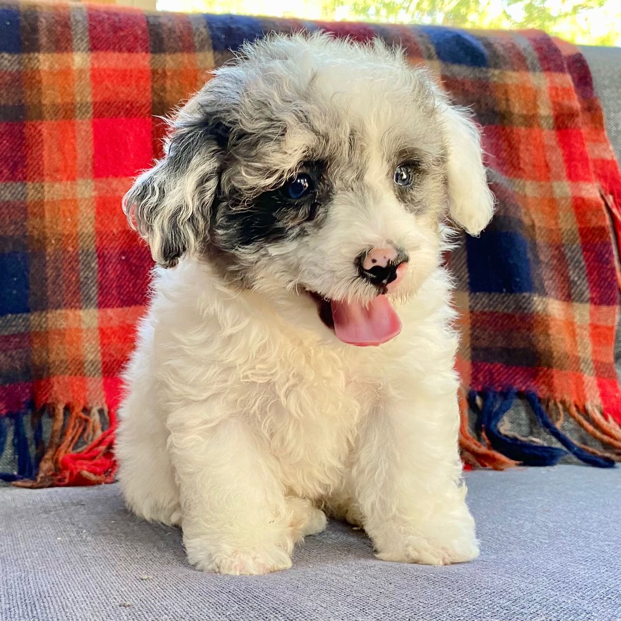 Bluey | Toy Poodle Boy | Puppy ID 25512