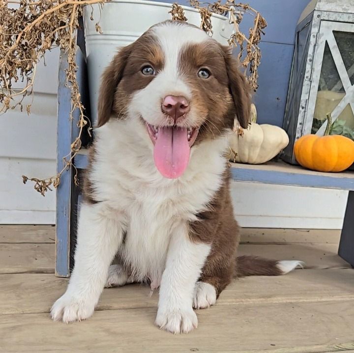 Velcro | Australian Shepherd Boy | Puppy ID 26268