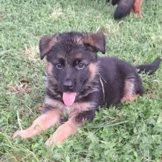 Howard vom LegendLand reserved | German Shepherd Dog Boy | Puppy ID 26397