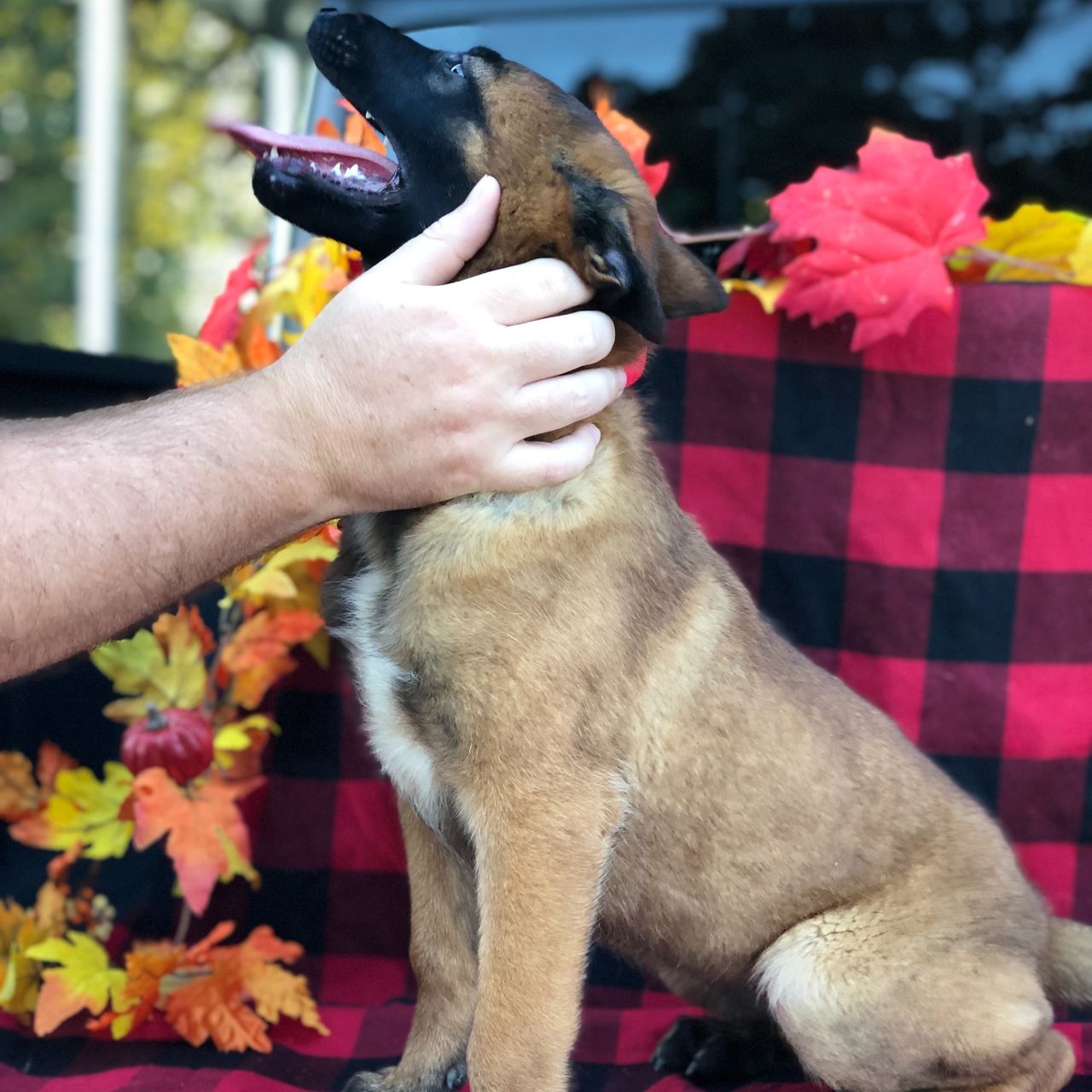Deborah | Belgian Malinois Girl | Puppy ID 26656