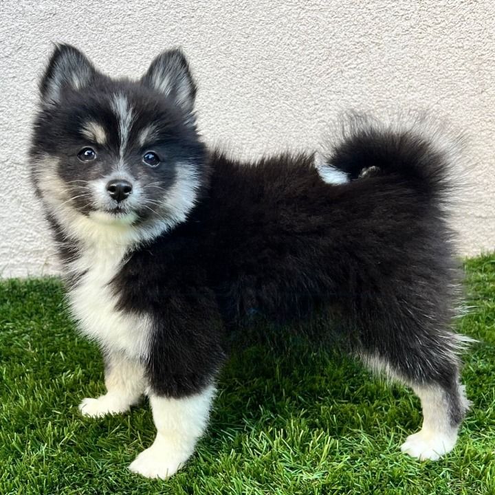 Harmony | Pomsky Girl | Puppy ID 27126