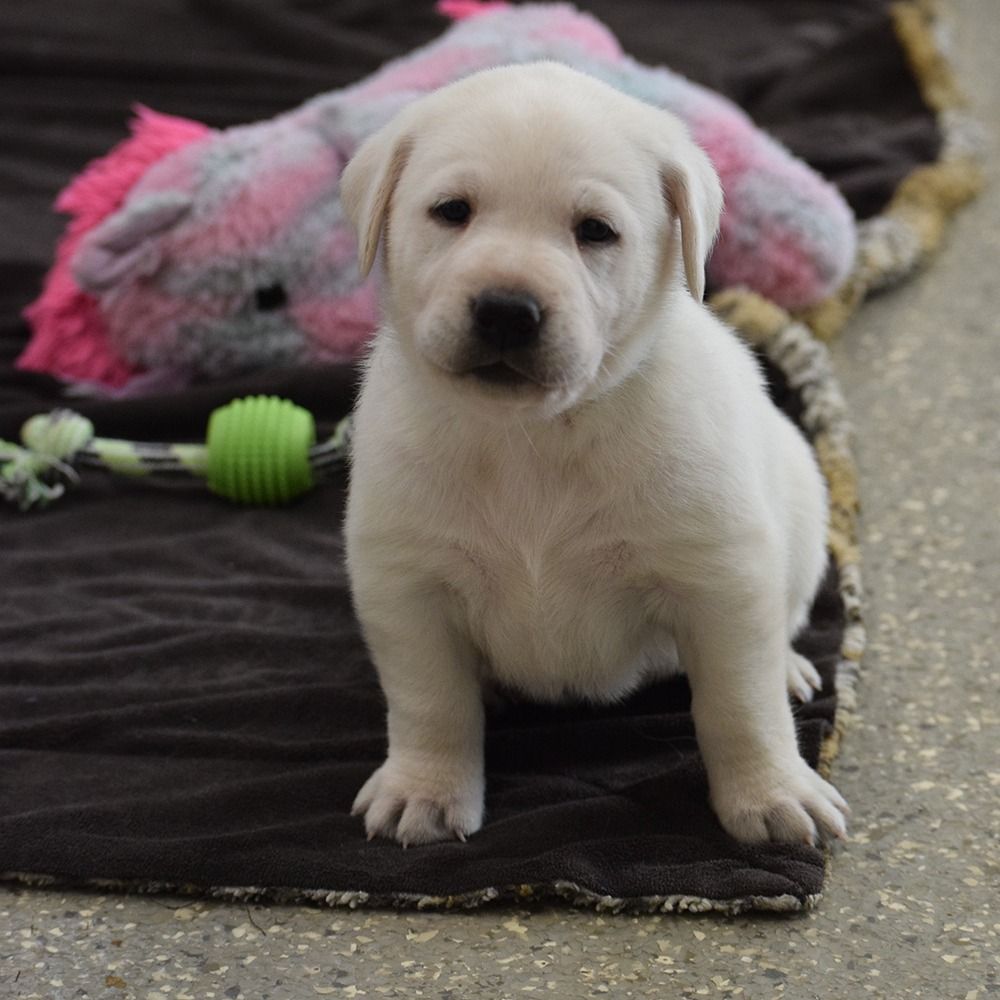 Aspen | Labrador Retriever Girl | Puppy ID 27298