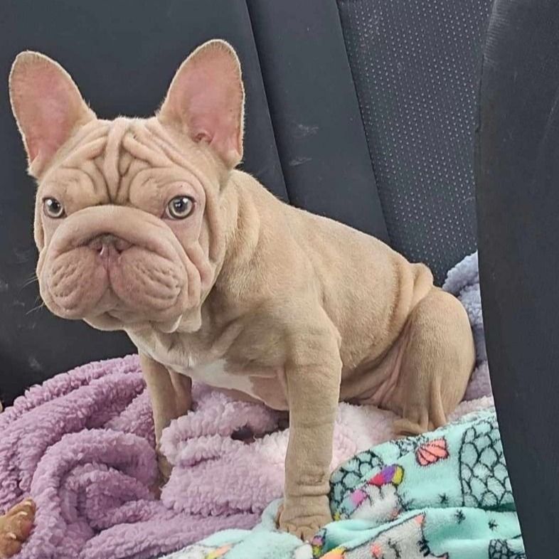 Isabella Velvet carrying Fluffy | French Bulldog Girl | Puppy ID 26421