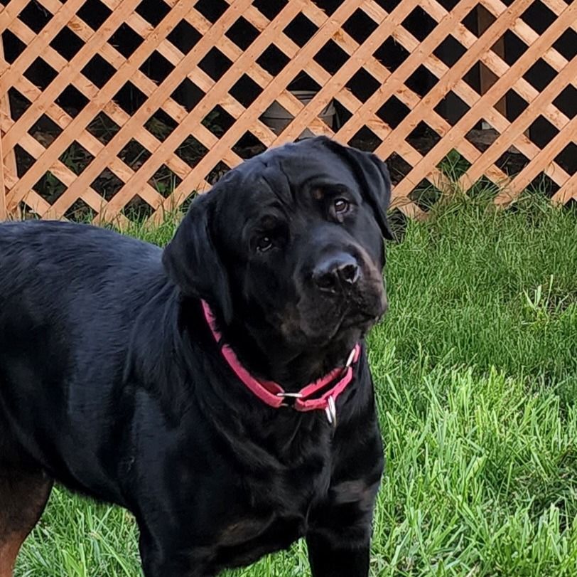 Rosie | Rottweiler Girl | Puppy ID 27644