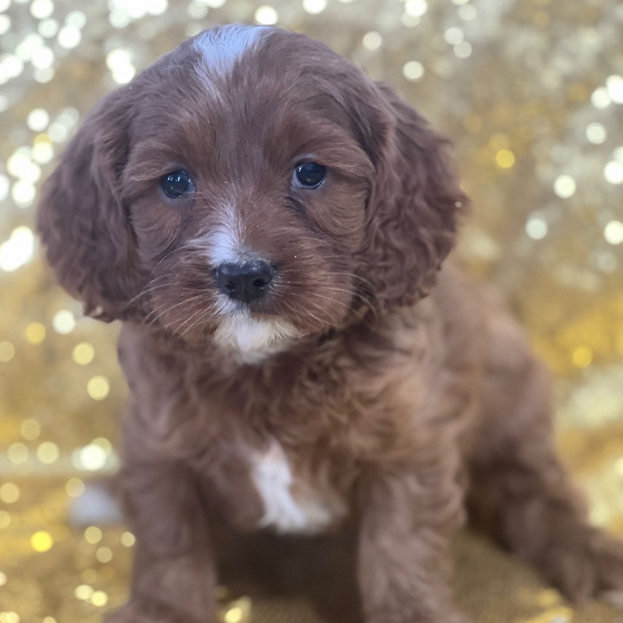Ruru | Cavapoo Boy | Puppy ID 27874