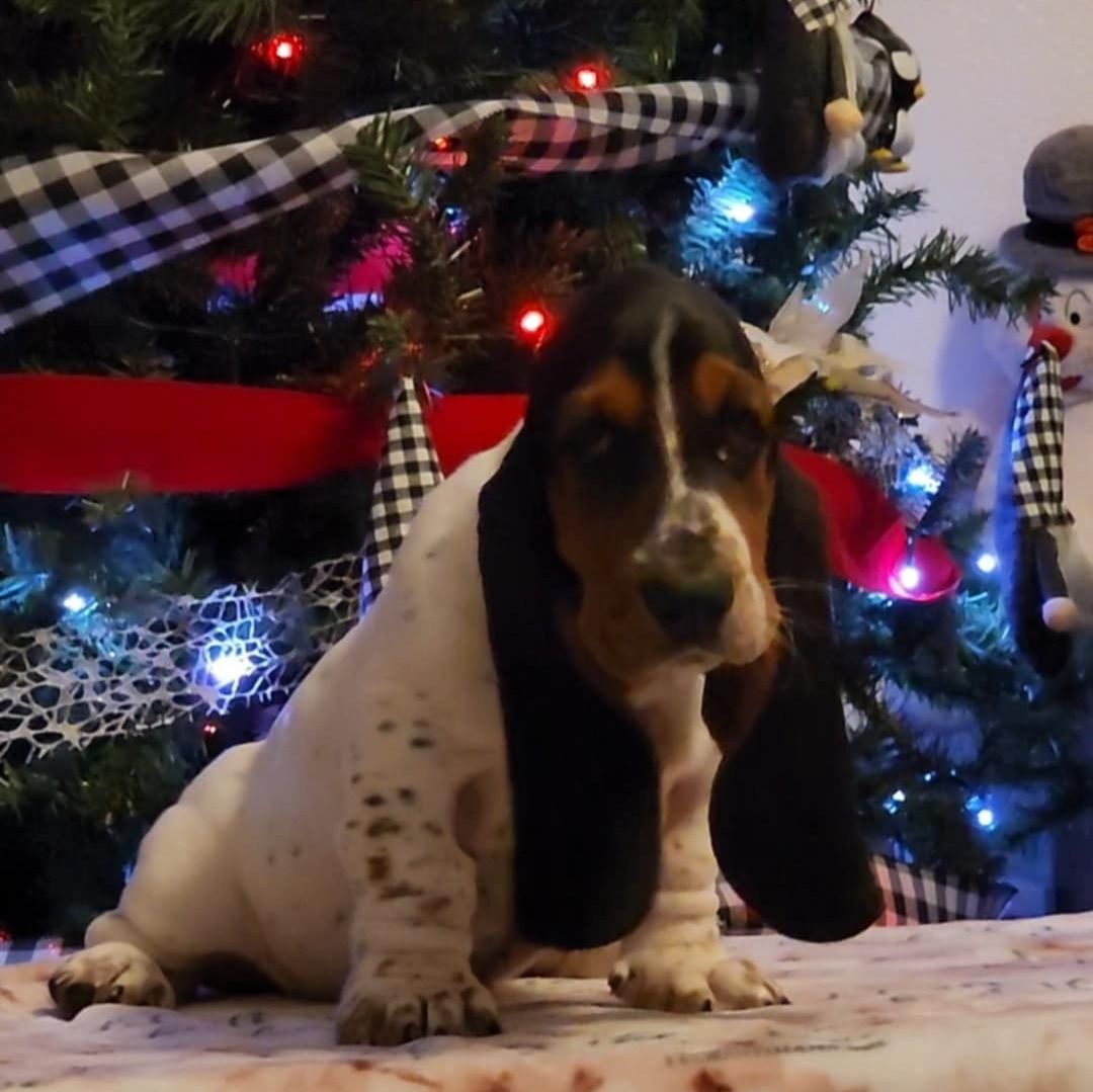 Pink Female | Basset Hound Girl | Puppy ID 28044