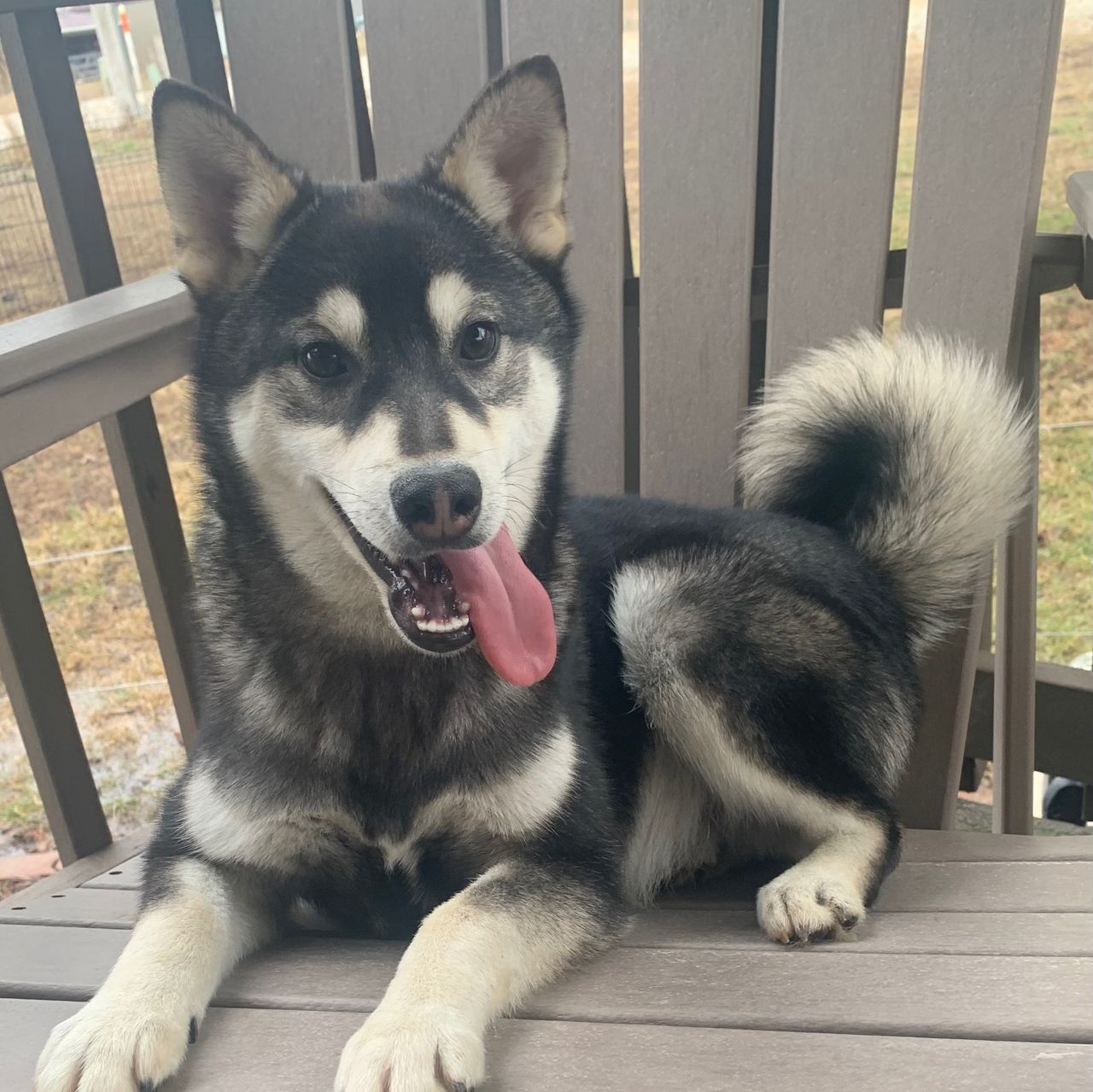 HAPPY APOLLO | Miniature Husky Boy | Puppy ID 26732