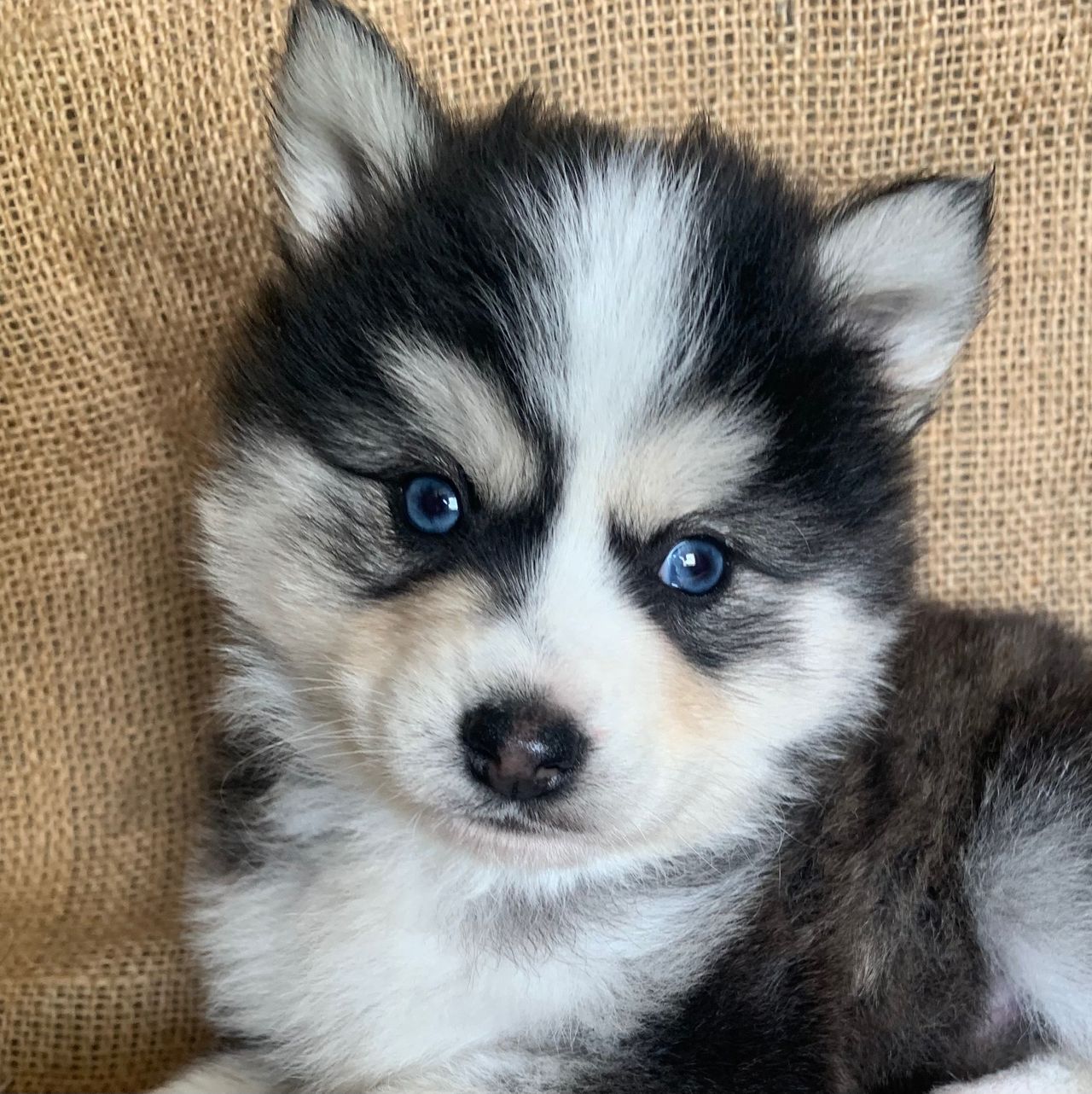Perfect Blue Eyed YUKON! | Miniature Husky Boy | Puppy ID 29278